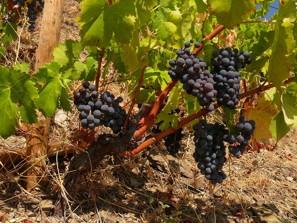 Винные туры - ITAP World